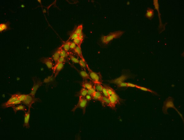 Human ES/iPS Neural Induction Medium | SCM110